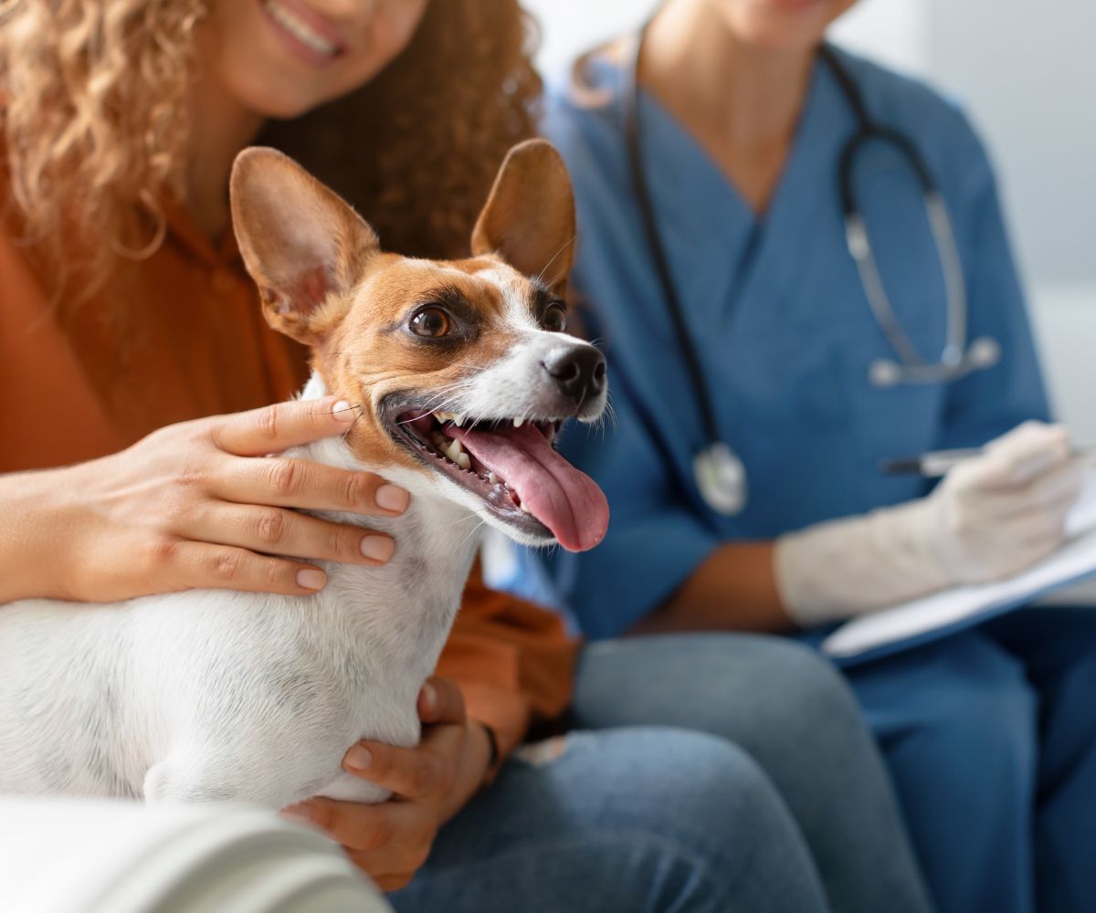 Pet Wellness & Vaccinations In Lyman, SC | Lyman Vet
